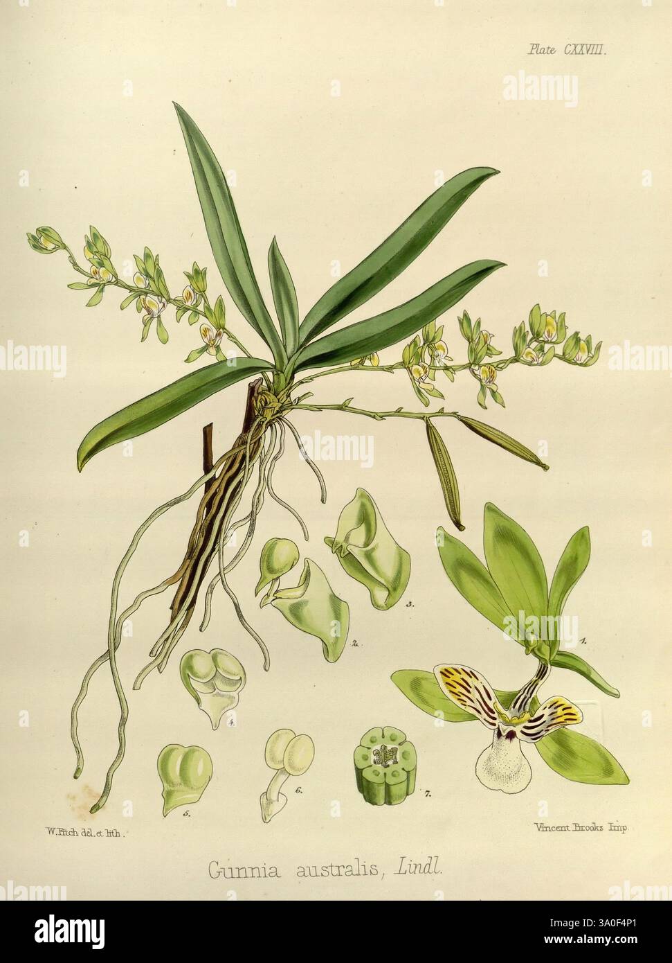 Plant gumnia australis hi-res stock photography and images - Alamy