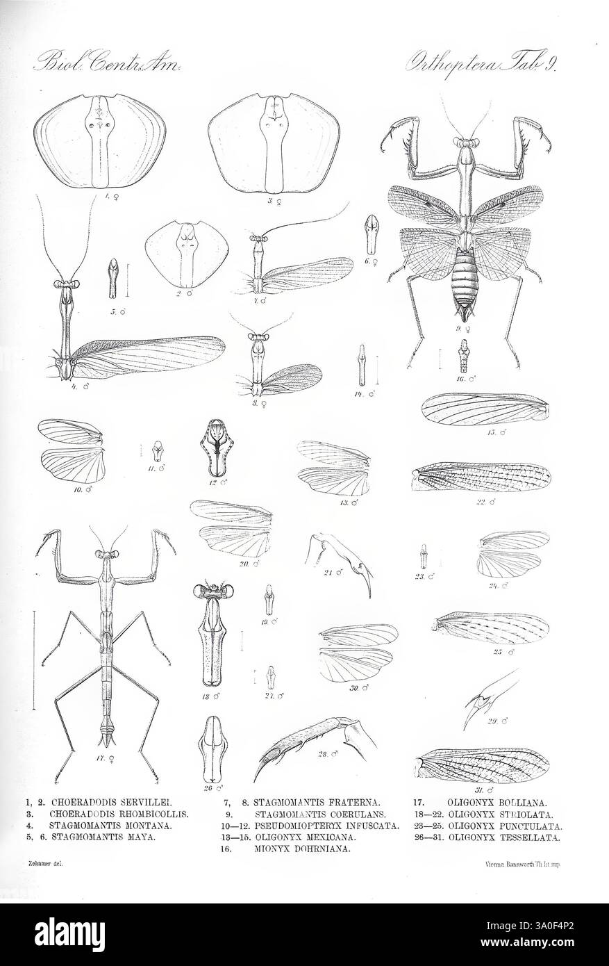 Different types of mantises hi-res stock photography and images - Alamy