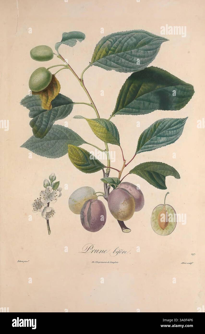 Plums life cycle hi-res stock photography and images - Alamy