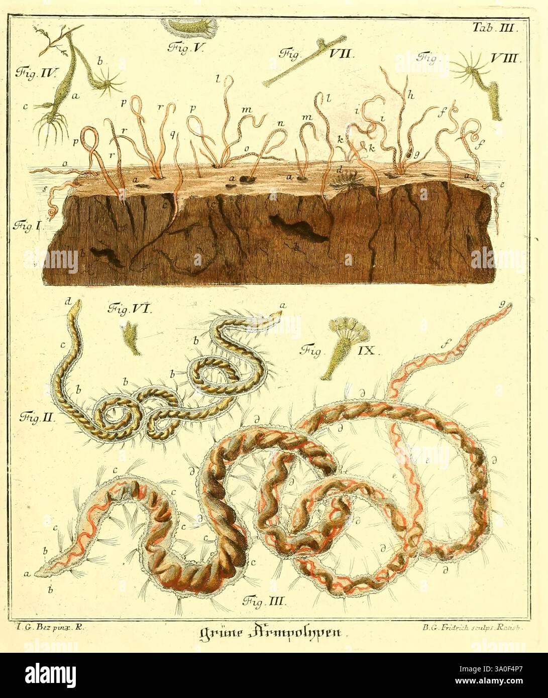 Detailed depiction of various types of worms hi-res stock photography ...