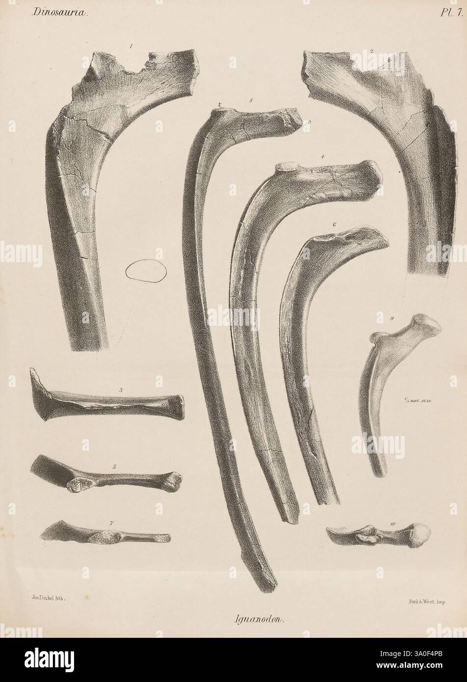Illustration showcases various fossilized dinosaur bones hi-res stock ...
