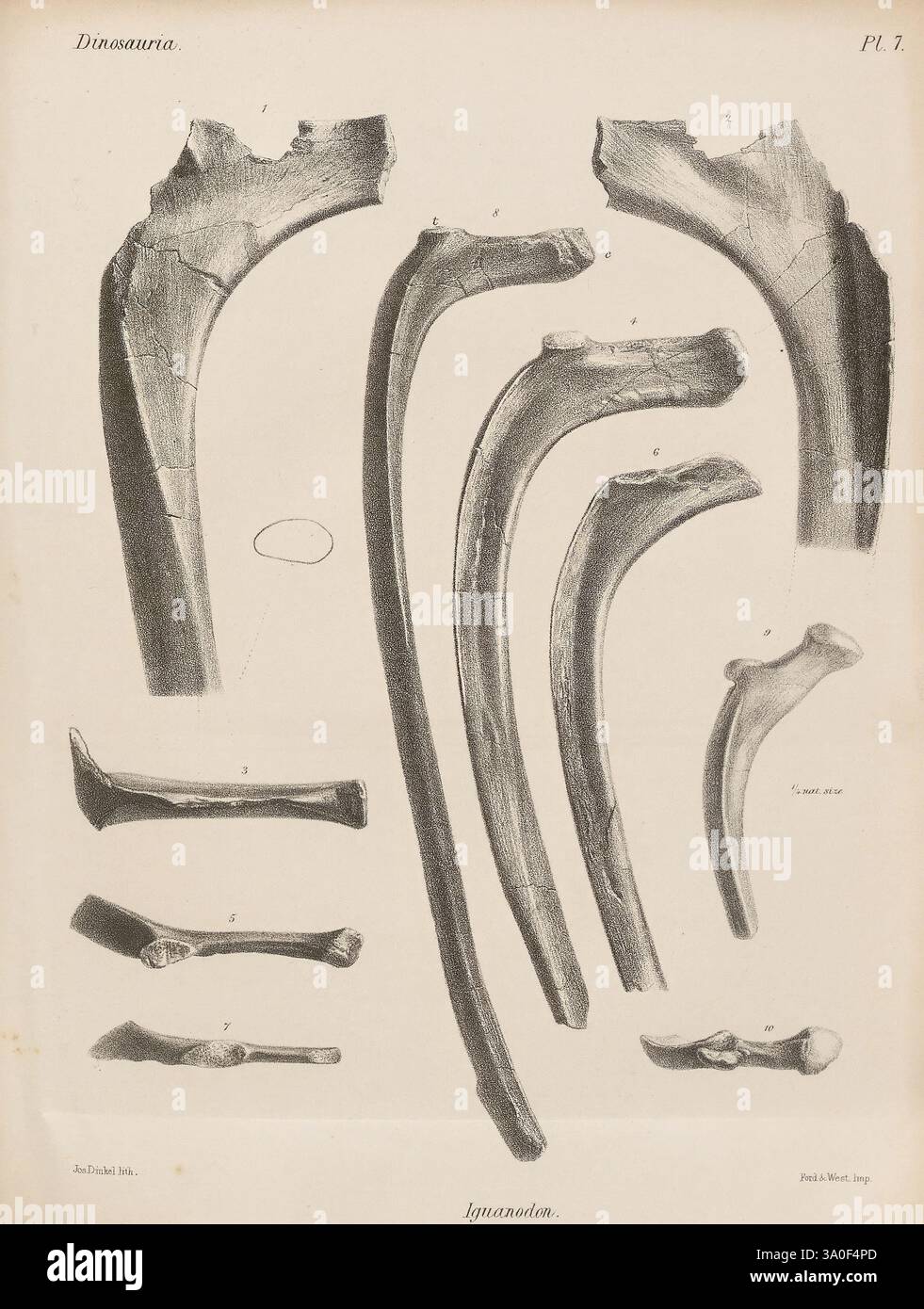 A history of British fossil reptiles, London, Cassell & Company Limited ...