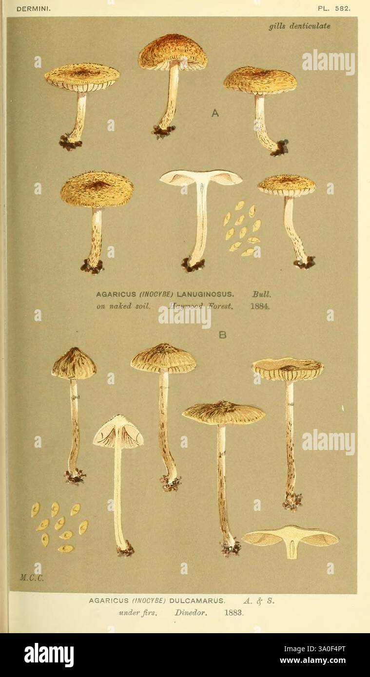 Illustrations of British Fungi (Hymenomycetes), to serve as an atlas to ...