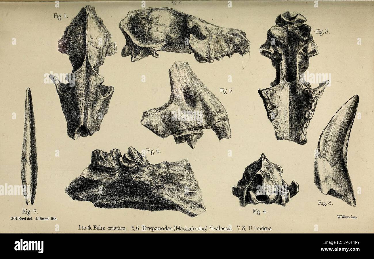 Various skeletal structures of marine mammals hi-res stock photography ...