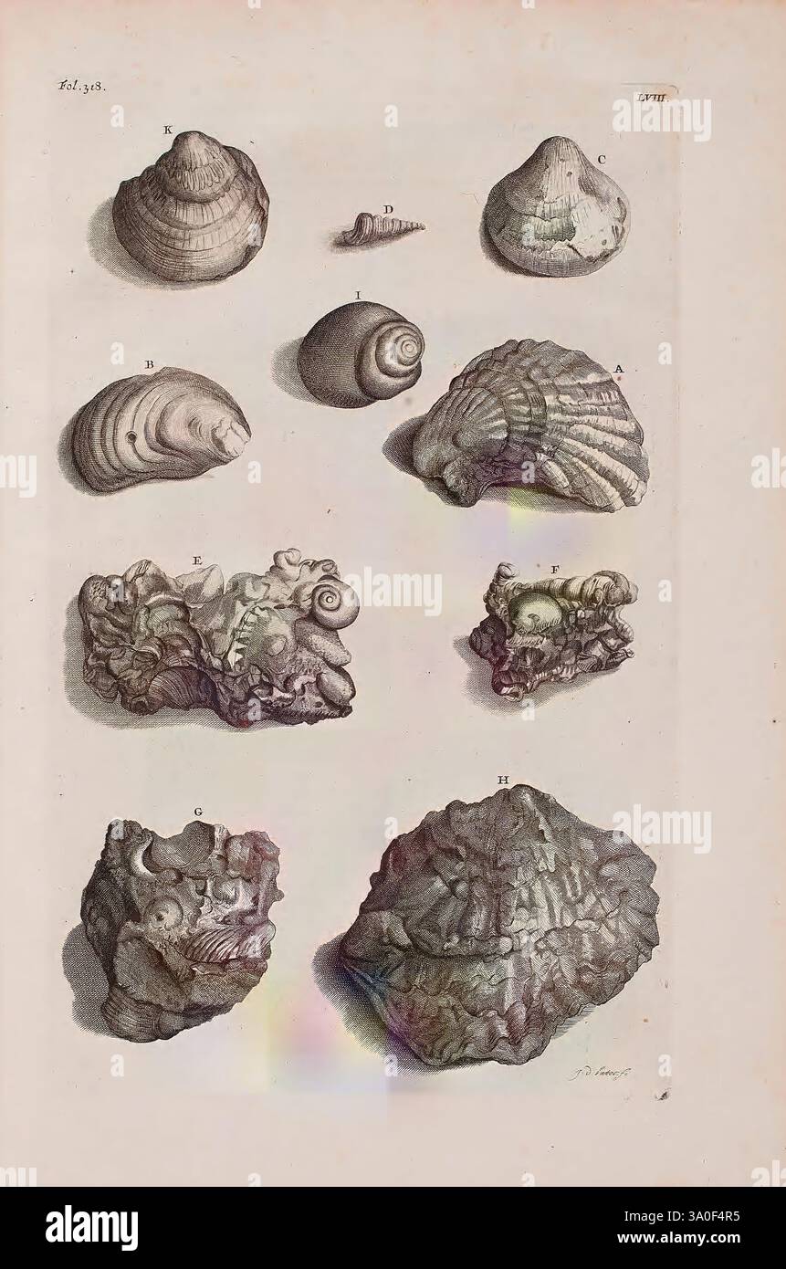 D'Amboinsche Rariteitkamer, T'Amsterdam, Gedrukt by François Halma,1705 ...