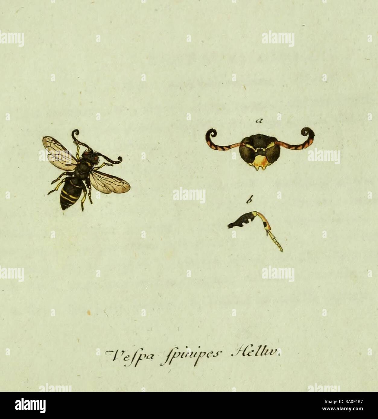 Wasp identified hi-res stock photography and images - Alamy