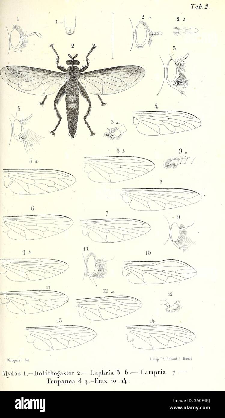 Detailed study of various insect wings hi-res stock photography and ...