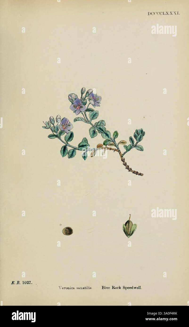 English, botany, Coloured, figures, British, plants, London, R ...