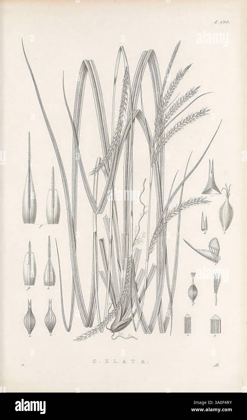 Illustrations of the Genus Carex London William Pamplin 1858-1867 carex ...