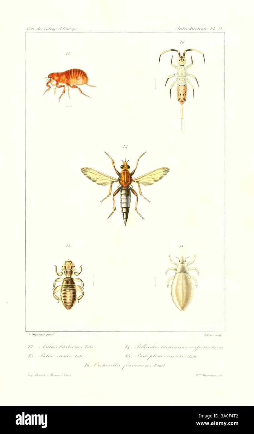 Genera des coléoptères d'Europe Paris Chez A Deyrolle 1857-1868 beetles ...