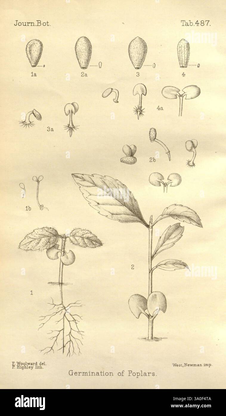 Initial growth stages hi-res stock photography and images - Alamy