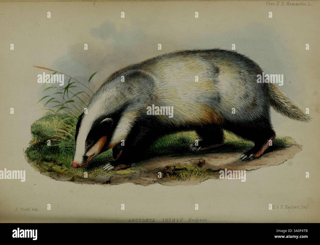 Proceedings of the Zoological Society of London, 1856 London Academic ...