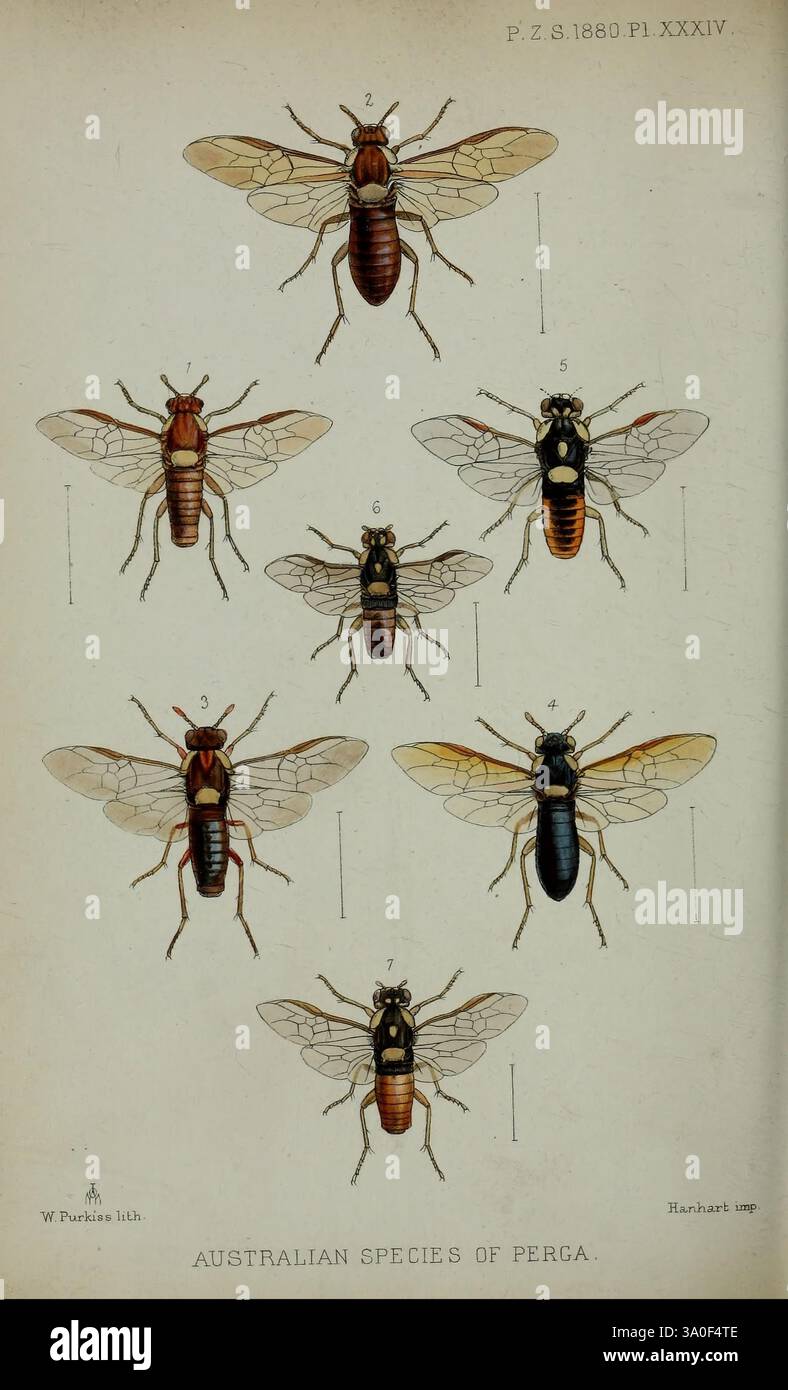 Various species of perga hi-res stock photography and images - Alamy
