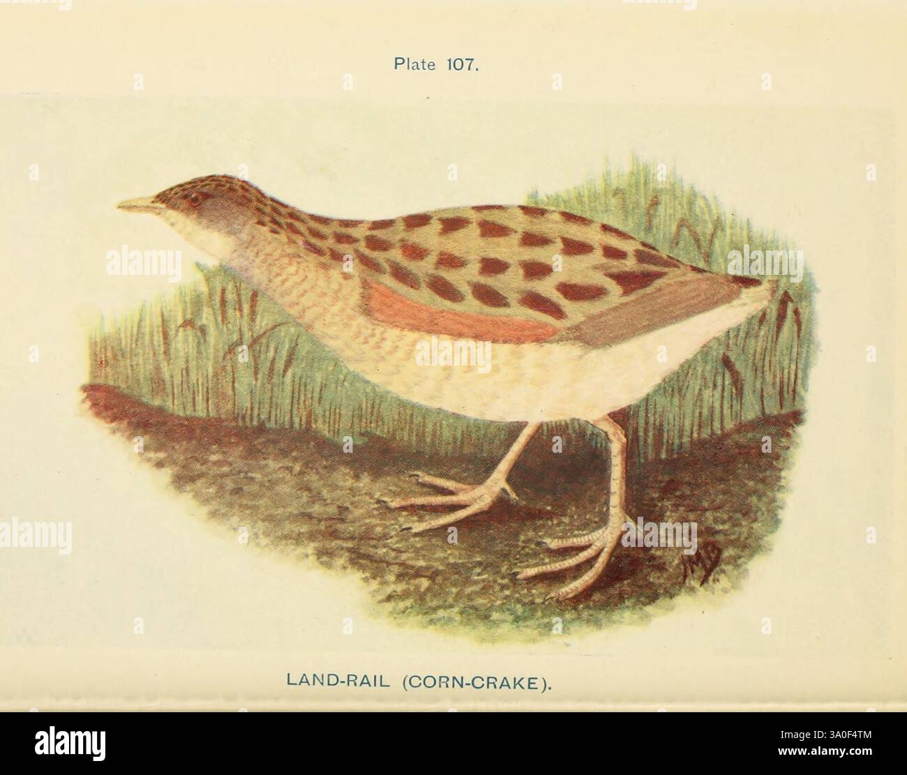 British birds & their eggs, London, W. & R. Chambers, 1909, birds ...