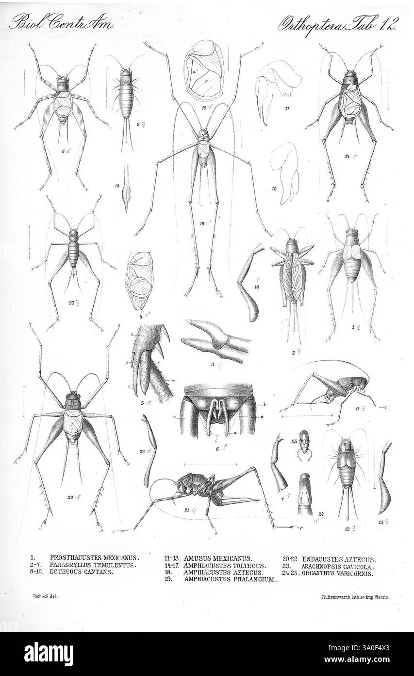 Morphology of different types of orthopterans hi-res stock photography ...