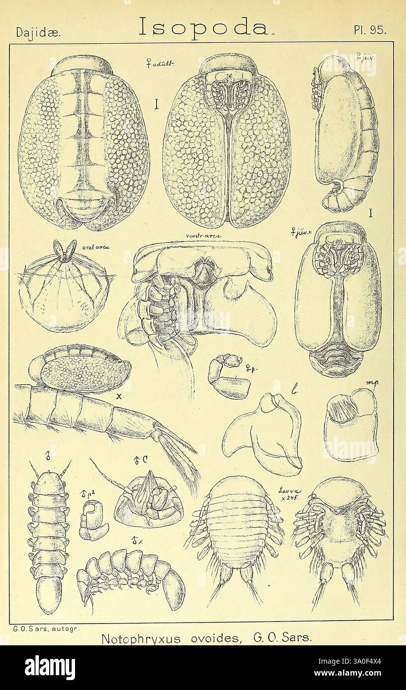Labeled diagrams of different specimens hi-res stock photography and ...