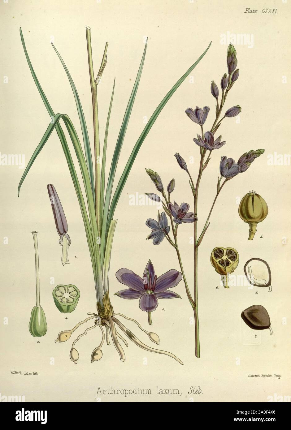 The botany of the Antarctic voyage of H.M. discovery ships Erebus and ...