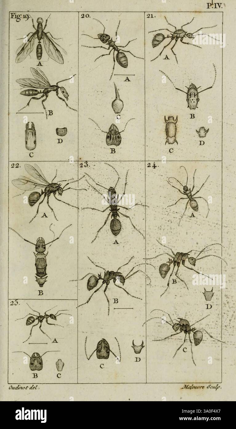 Diversity of ant morphology hi-res stock photography and images - Alamy
