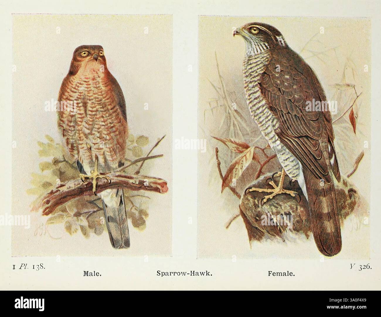 Botanical illustration features two birds hi-res stock photography and ...
