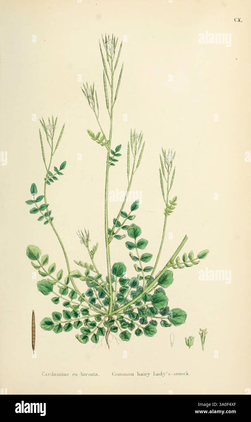 Illustration features cardamine hirsuta hi-res stock photography and ...
