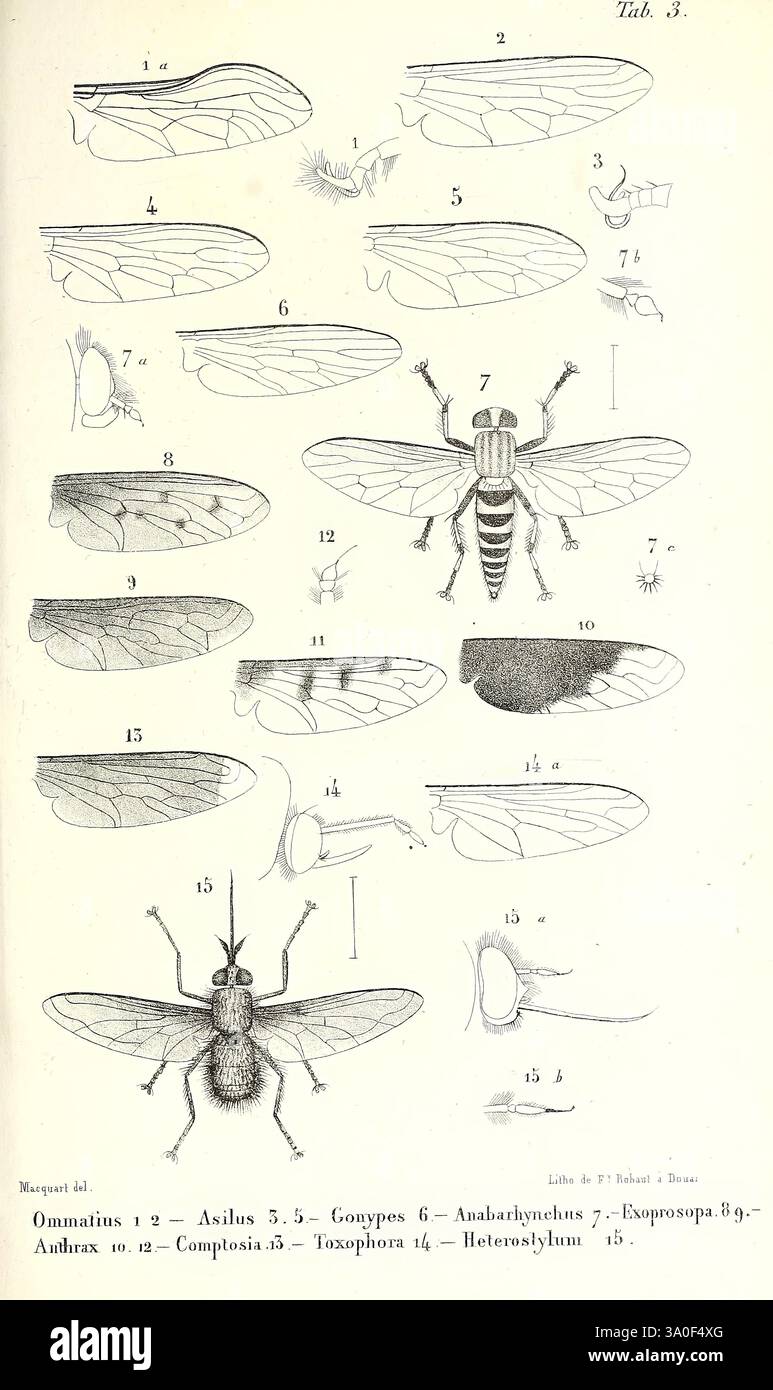 Various angles of insects hi-res stock photography and images - Alamy