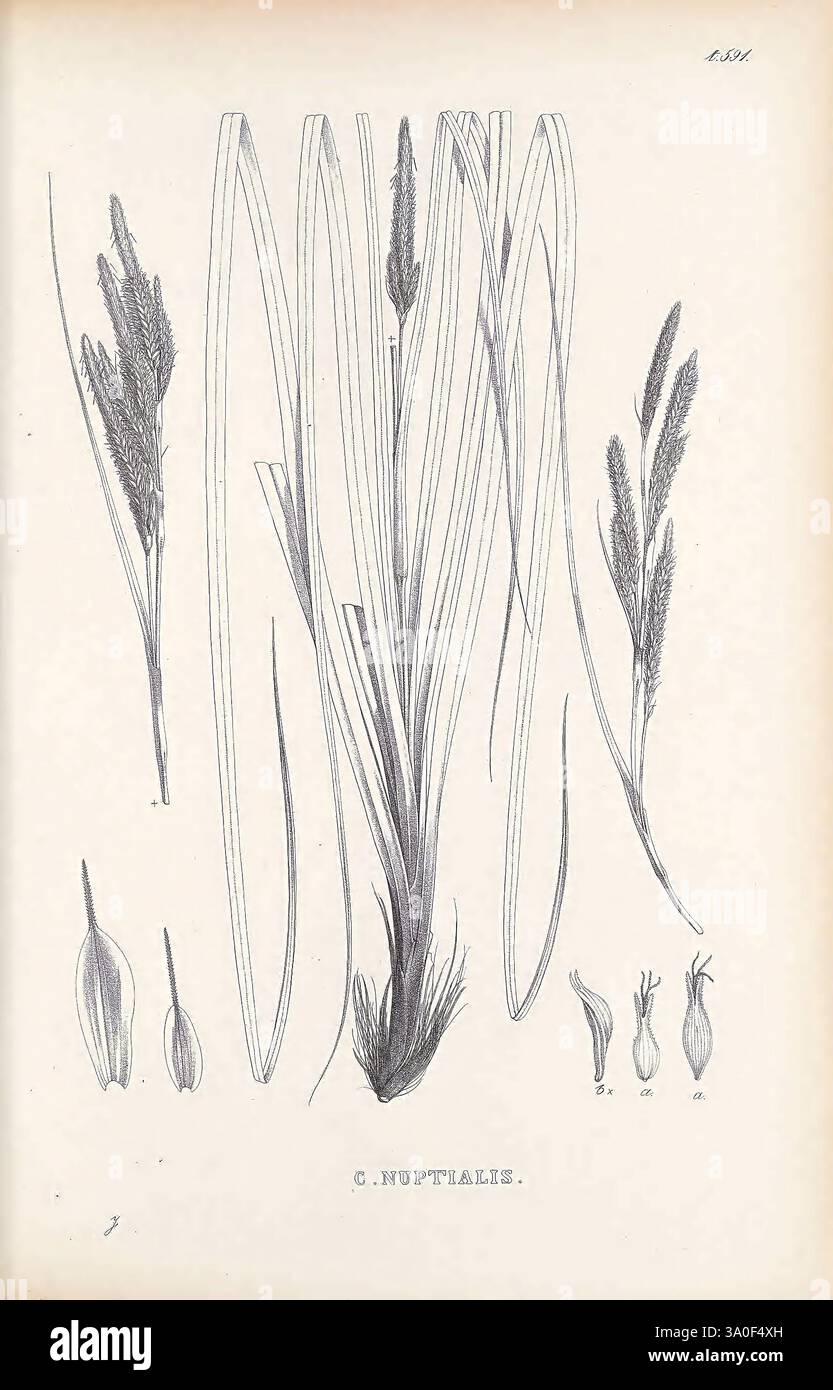 Illustrations of the genus Carex London, William Pamplin, 1858-1867 ...