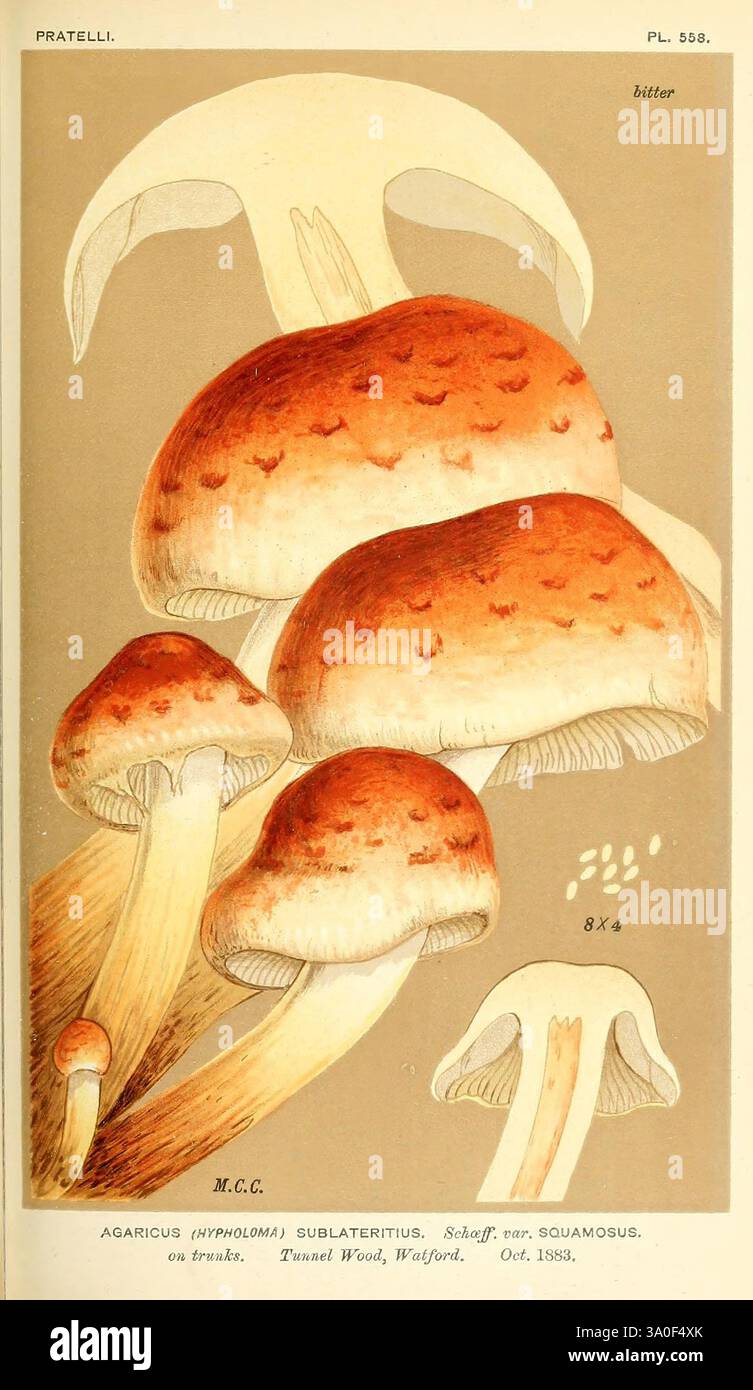 Illustrations of British Fungi (Hymenomycetes), to serve as an atlas to ...