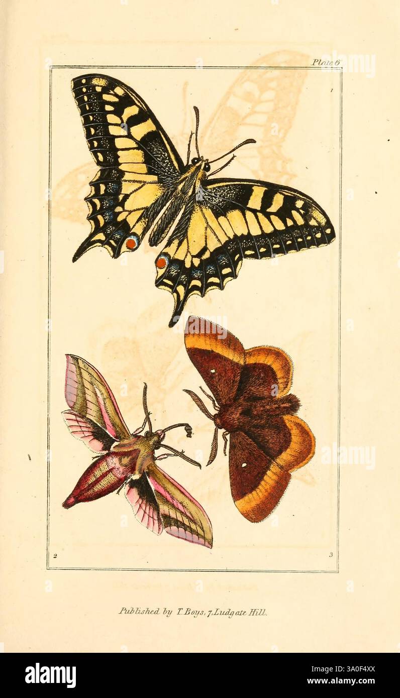 The, entomologist's, useful, compendium, London, Printed, for T, Boys ...