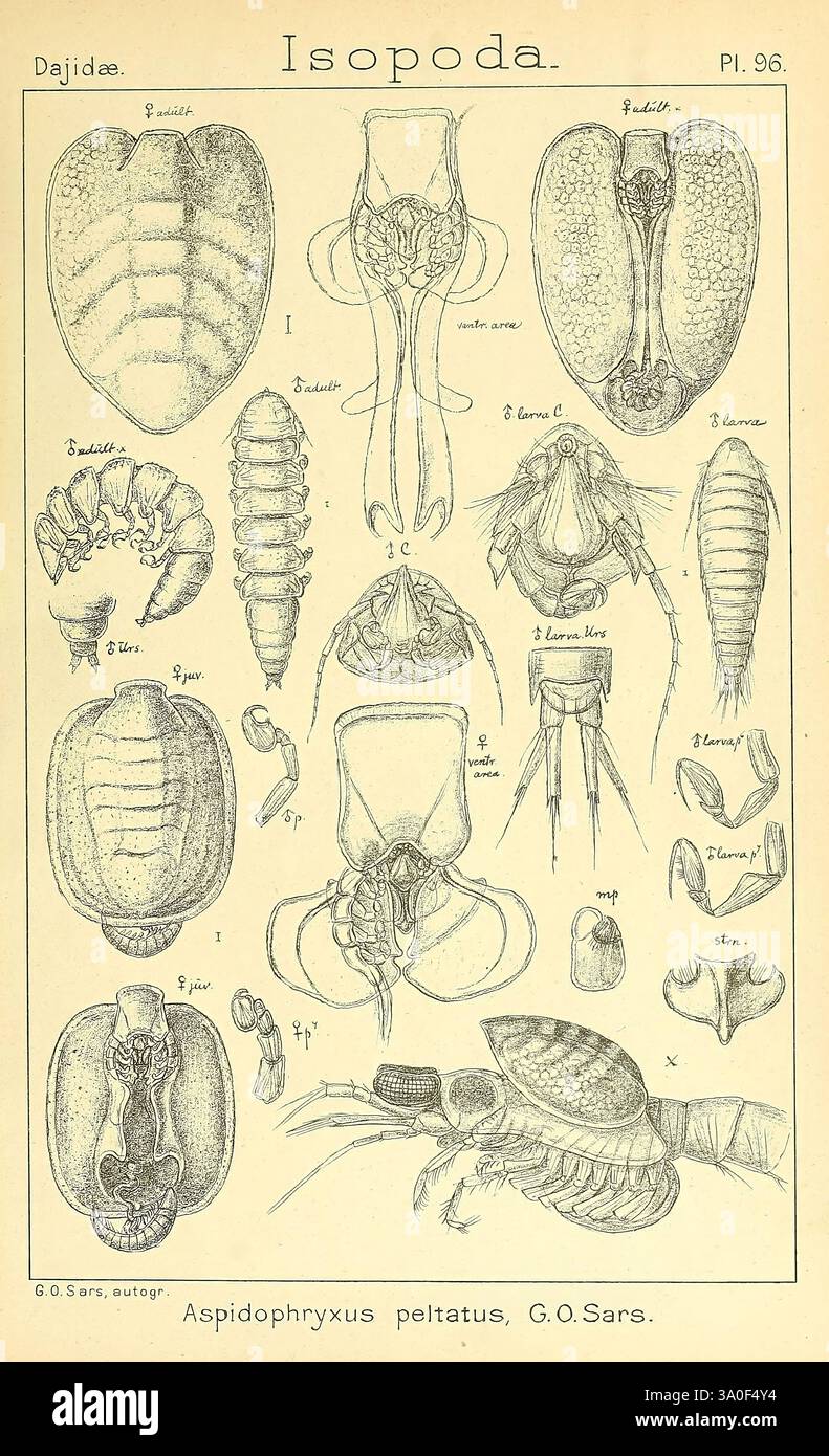 Detailed illustration of various isopod species hi-res stock ...