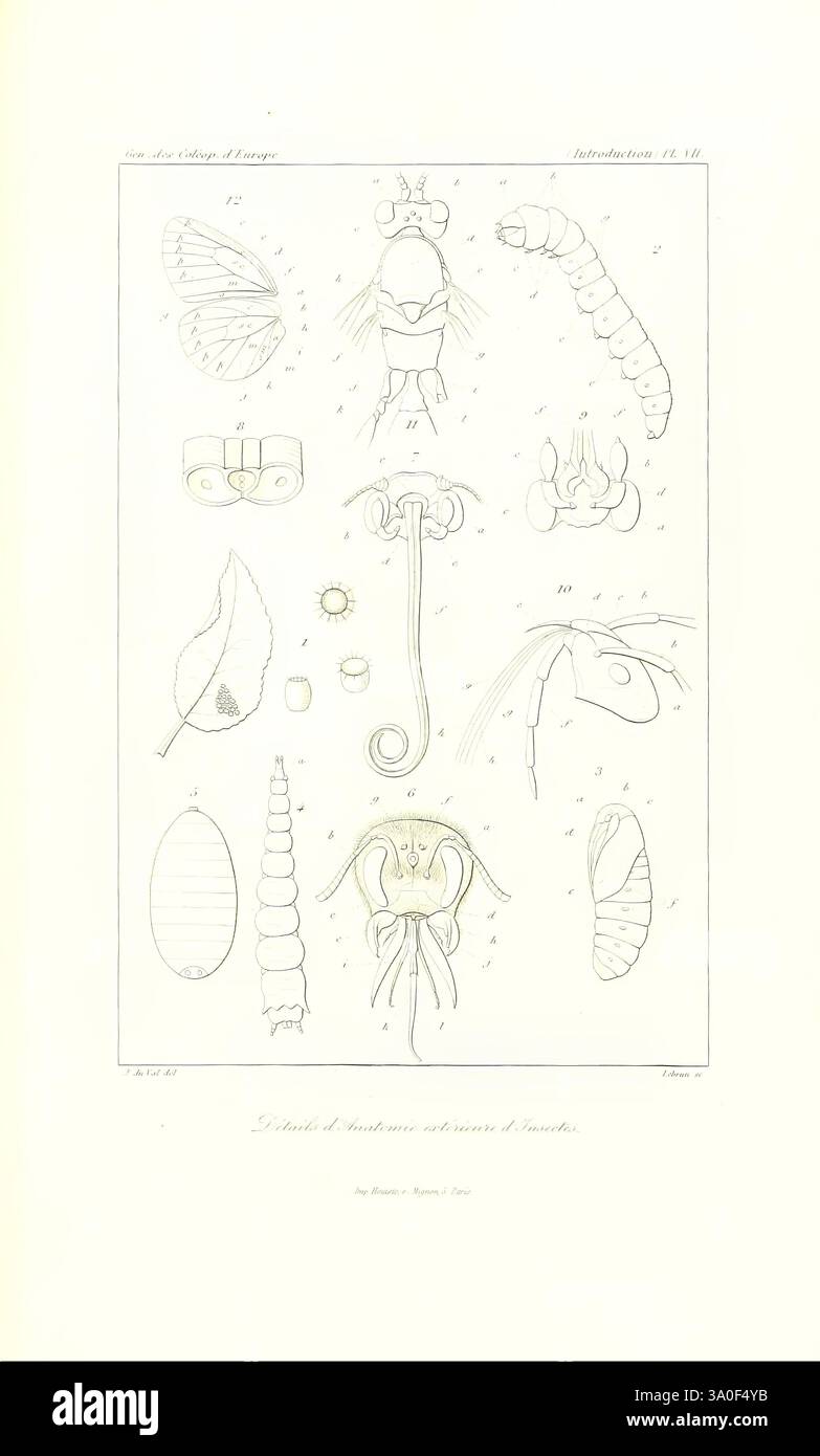 Genera des coléoptères d'Europe, Paris, Chez A. Deyrolle, 1857-1868 ...