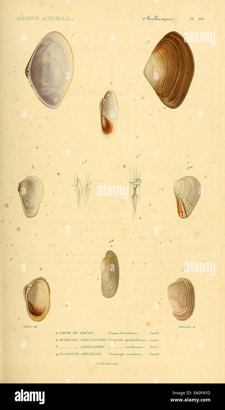 Les Mollusques Paris Fortin Masson et Cie 1836-1845 Classification ...