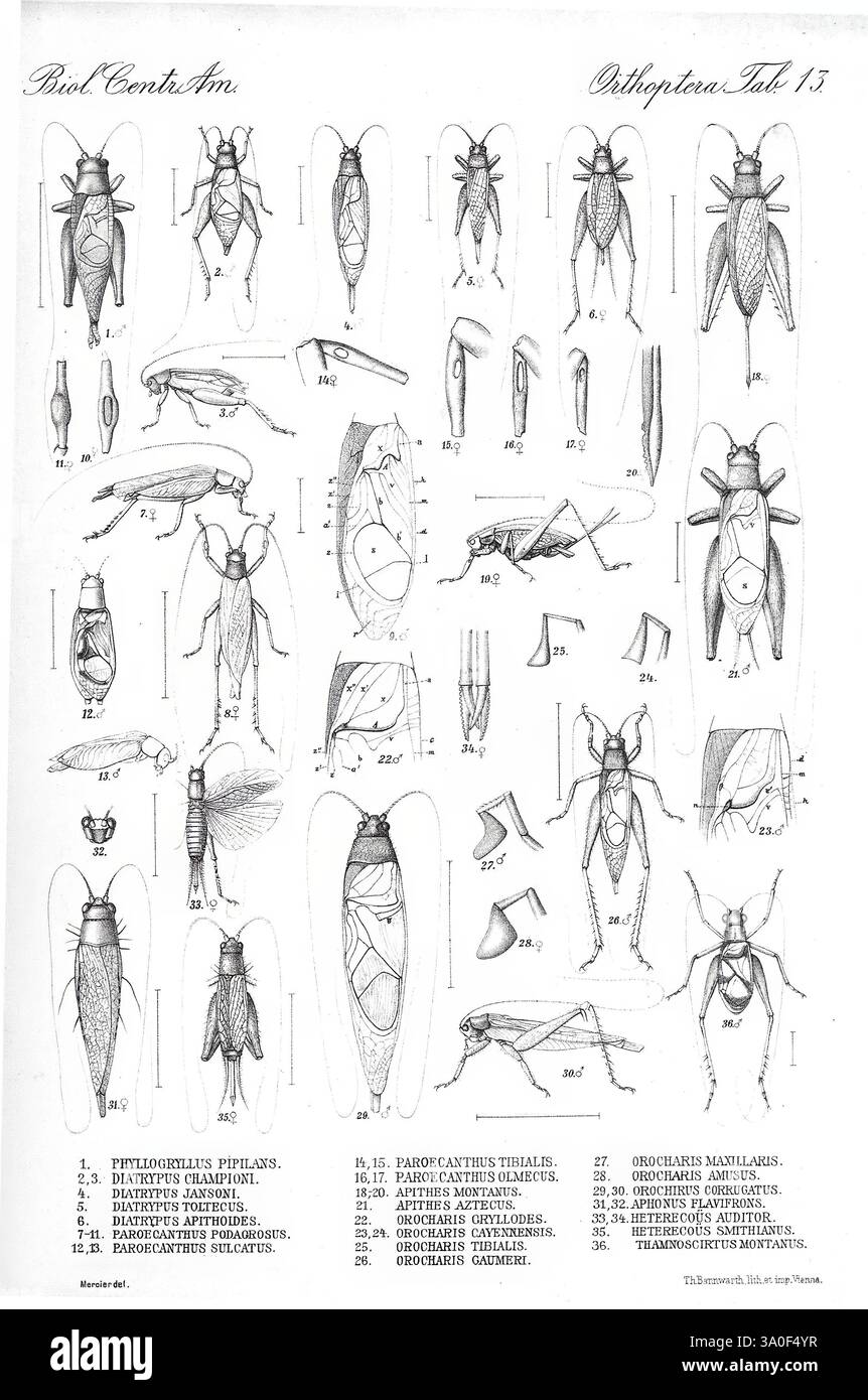 Showcasing distinguishing features hi-res stock photography and images ...