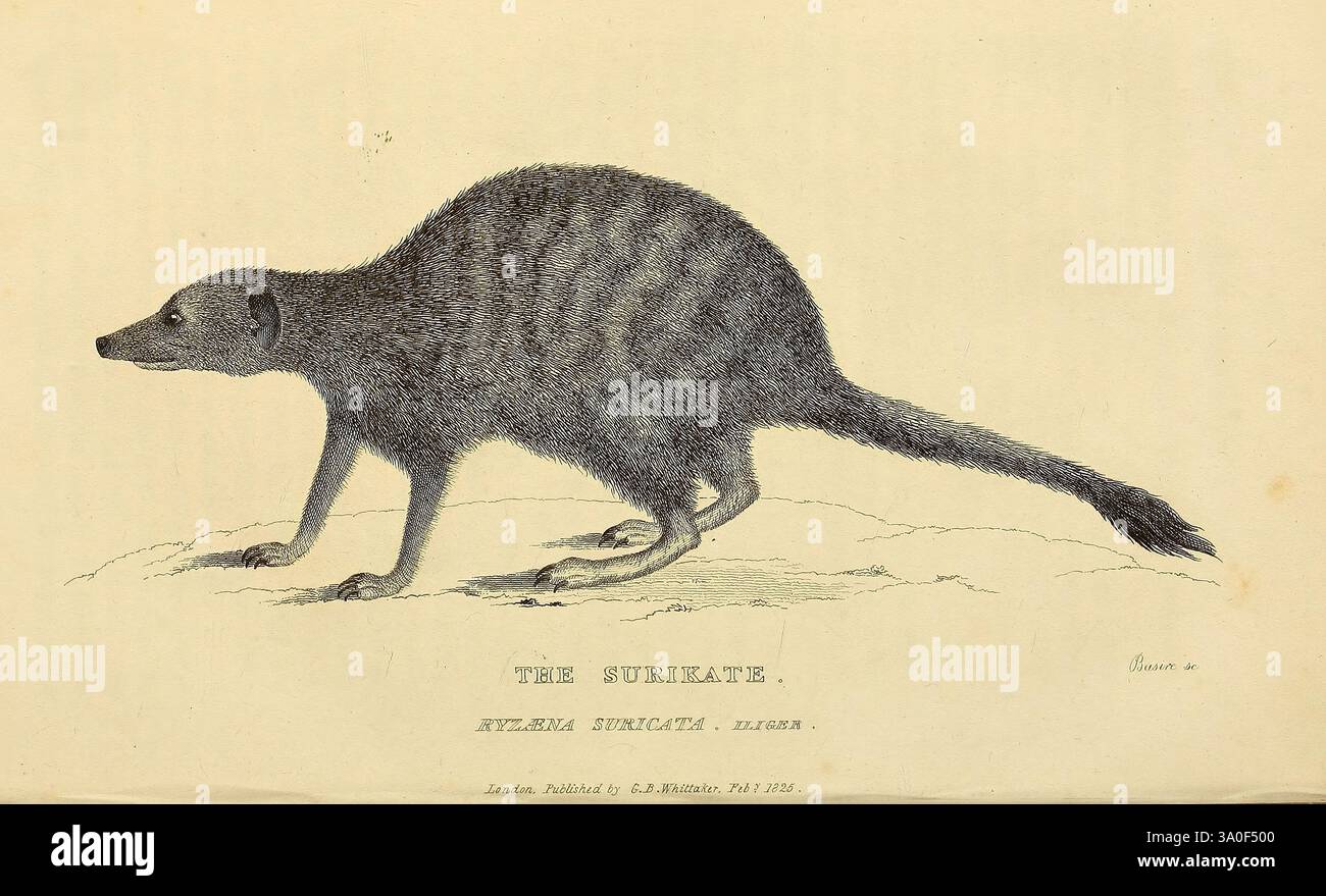 The class Mammalia, London, Printed for Geo. B. Whittaker, 1827 ...