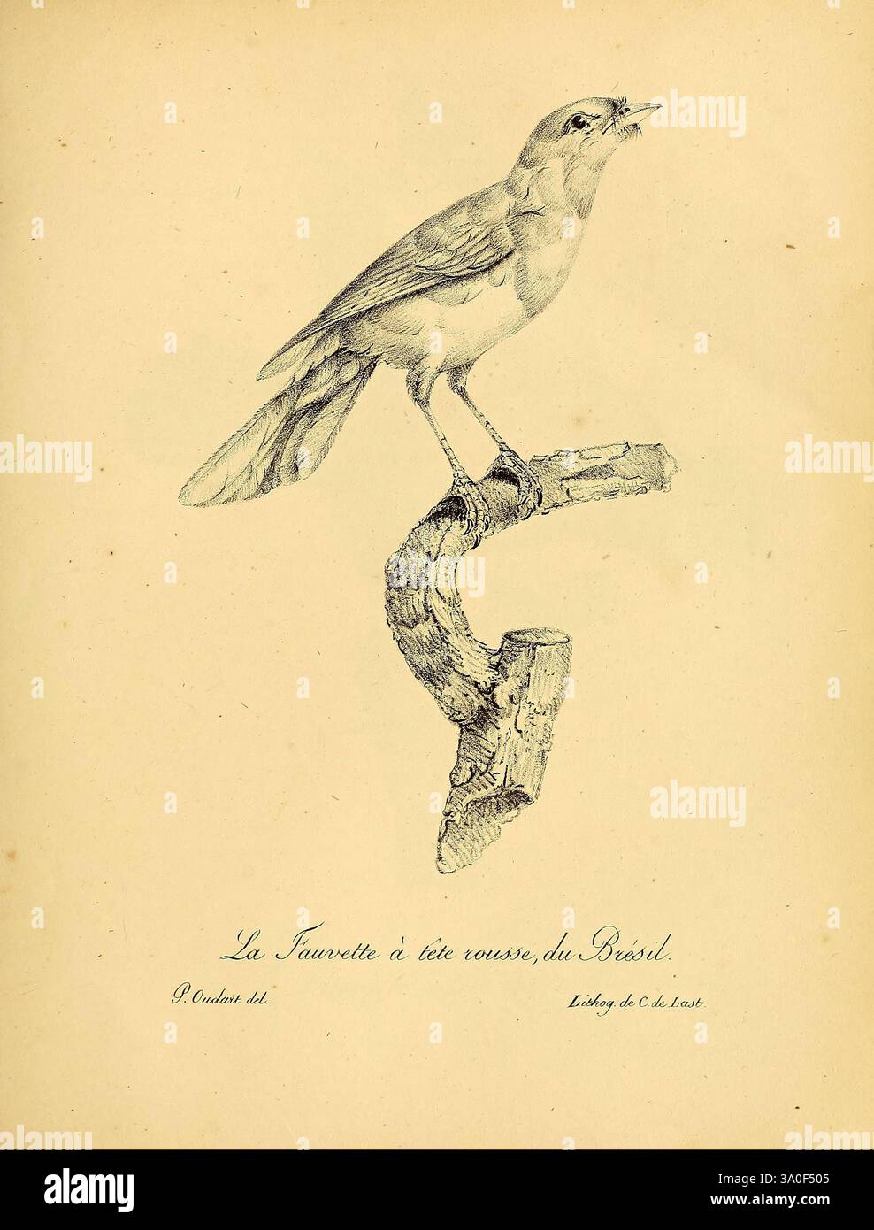 Subtle yet distinctive markings hi-res stock photography and images - Alamy