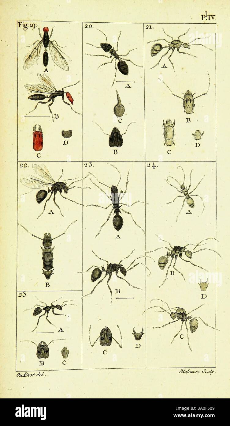 Showcasing distinct types of ants hi-res stock photography and images ...