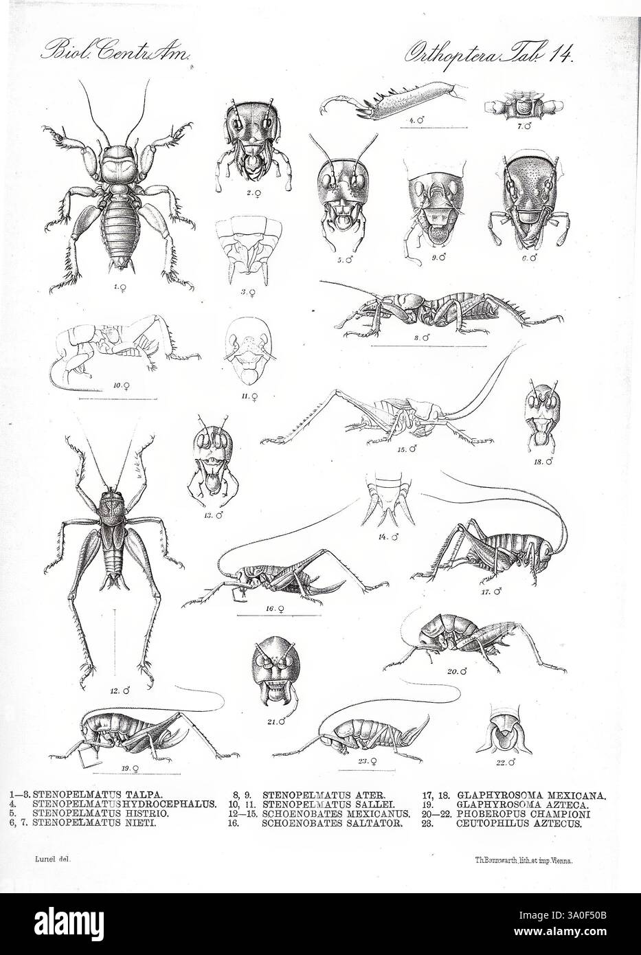 Different types of orthopterans hi-res stock photography and images - Alamy