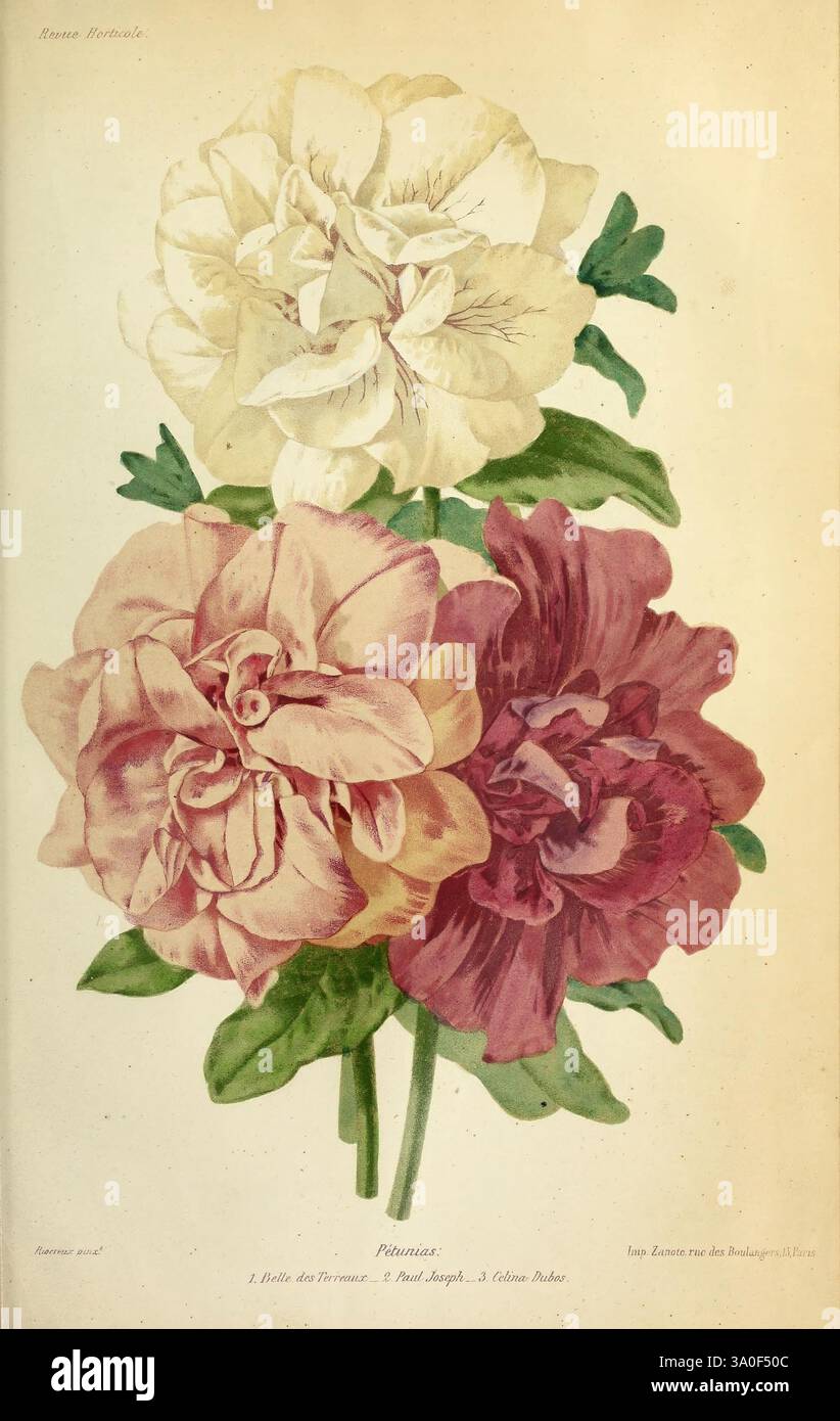 Deep burgundy flower introduces hi-res stock photography and images - Alamy