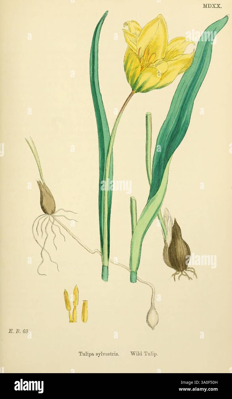 Several bulb structures hi-res stock photography and images - Alamy