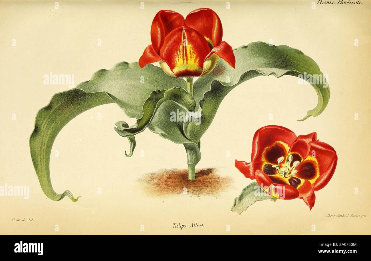 Stunning depiction of vibrant tulips showcases hi-res stock photography ...