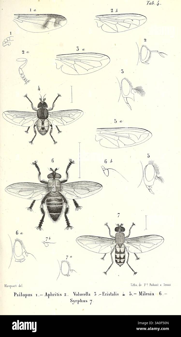 Diptères exotiques nouveaux ou peu connus Paris, Roret, 1838-1843 ...