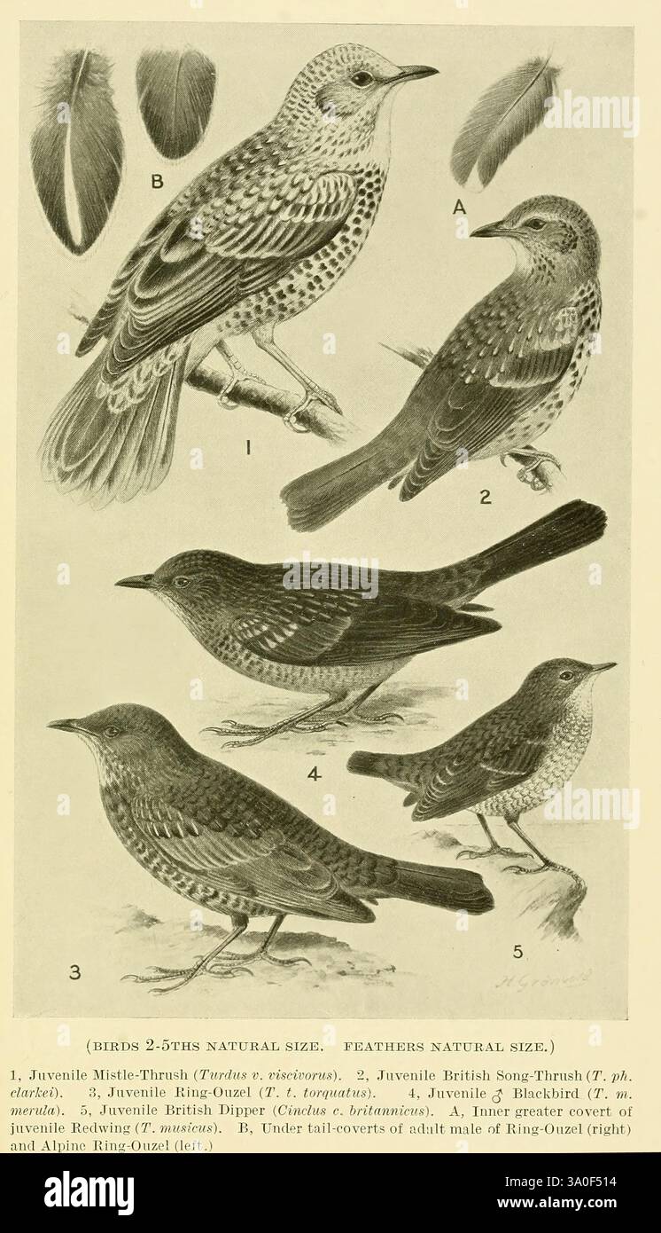 Top row displays three distinct juvenile varieties hi-res stock ...