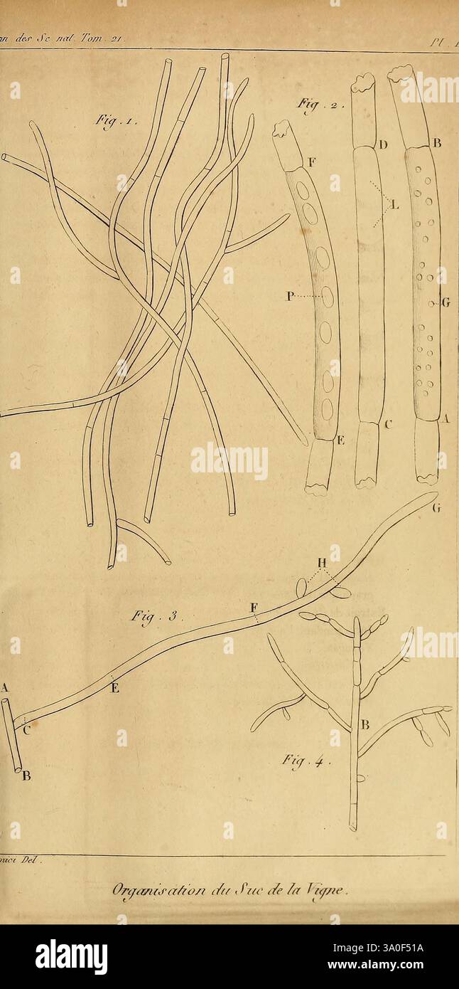 Various forms of plant structures hi-res stock photography and images ...