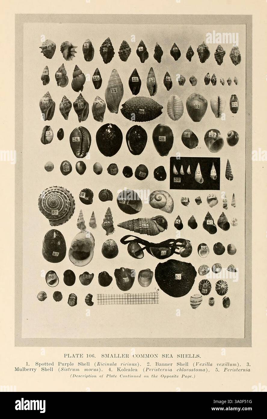 Natural, History, Hawaii, Honolulu, Hawaii, Printed, For The, Author By ...