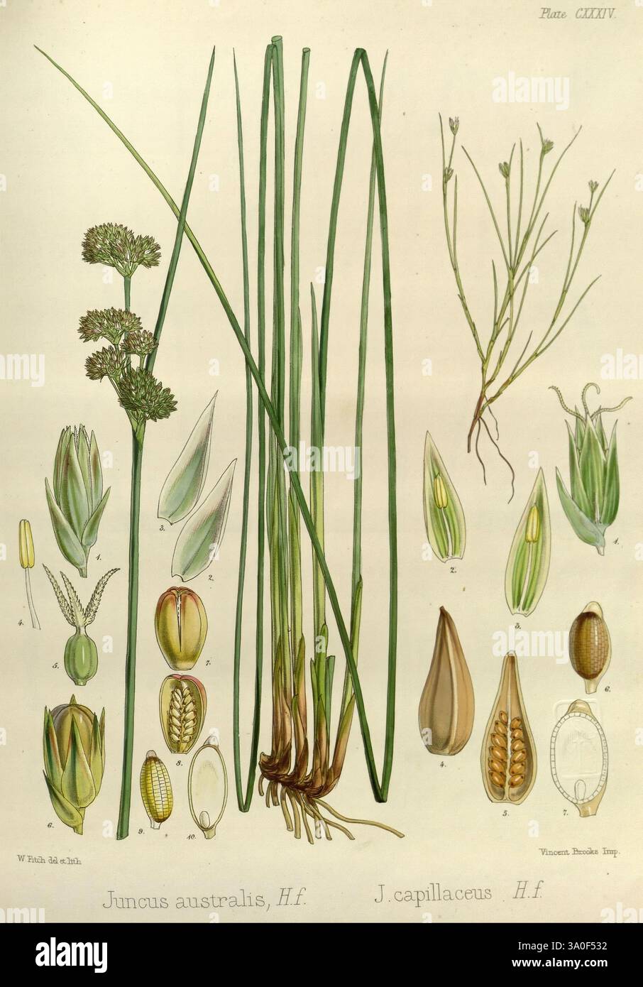 The botany of the Antarctic voyage of H.M. discovery ships Erebus and ...