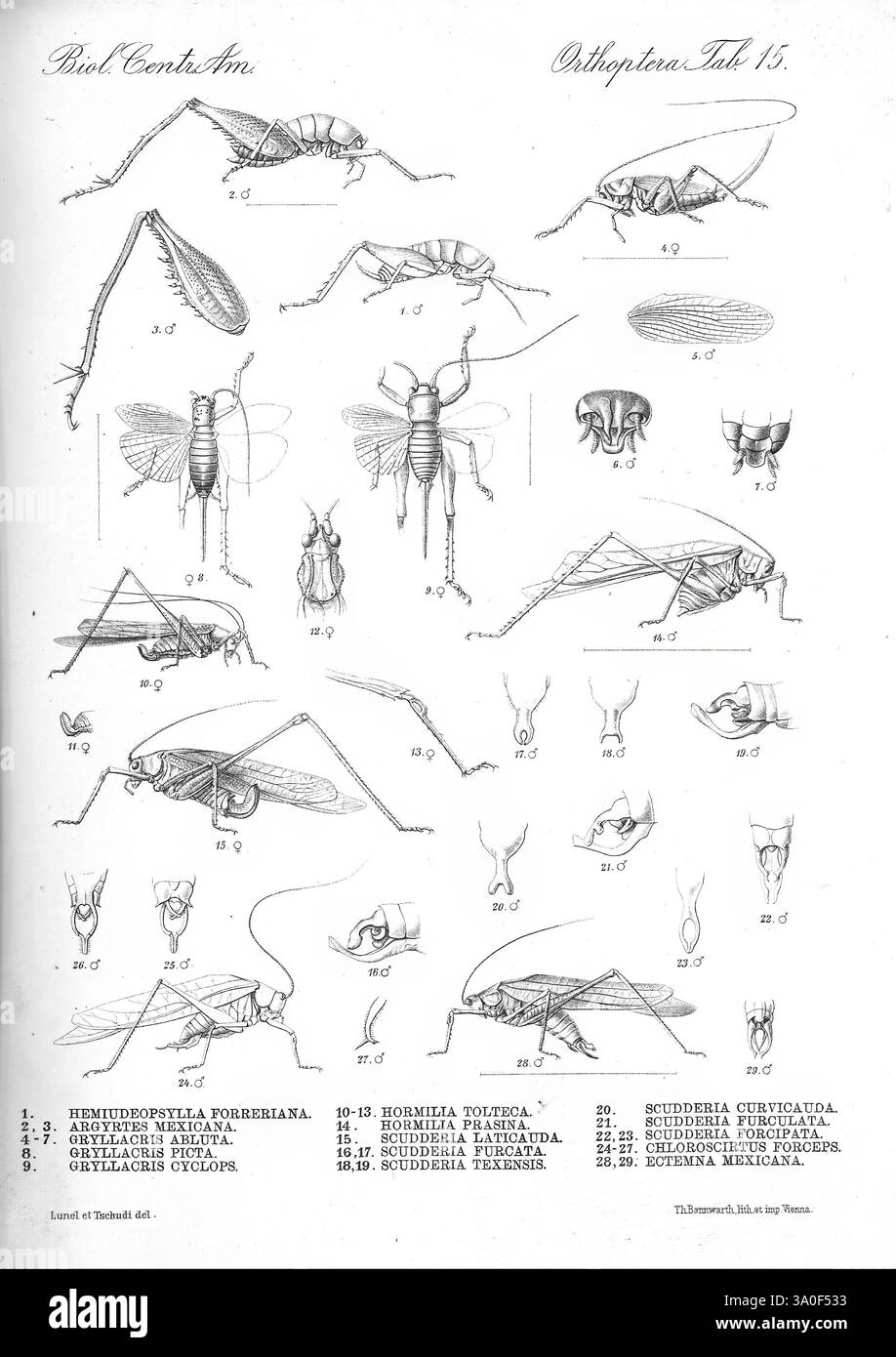 Variety of orthopteran insects hi-res stock photography and images - Alamy