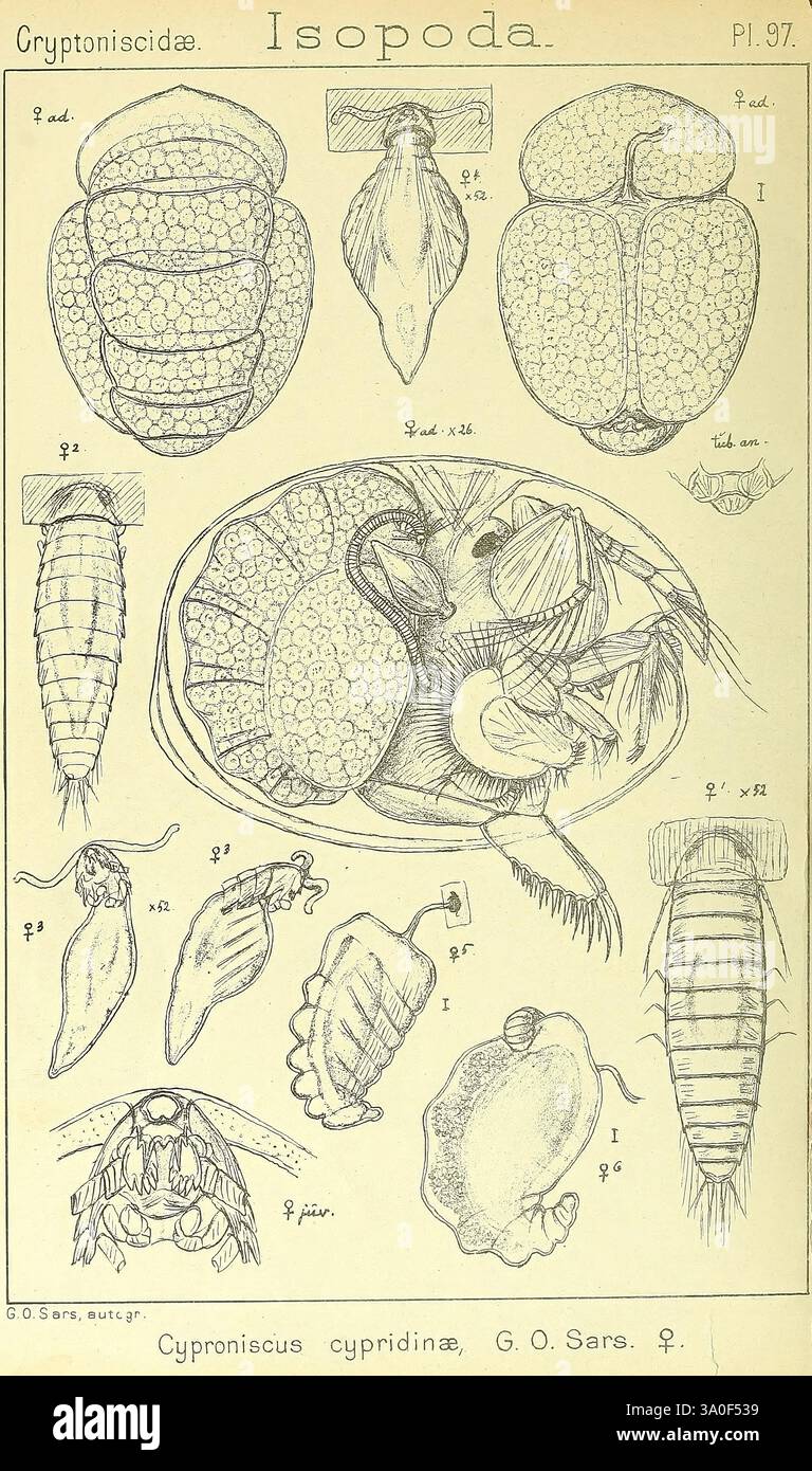 Depictions of different isopod morphologies hi-res stock photography ...