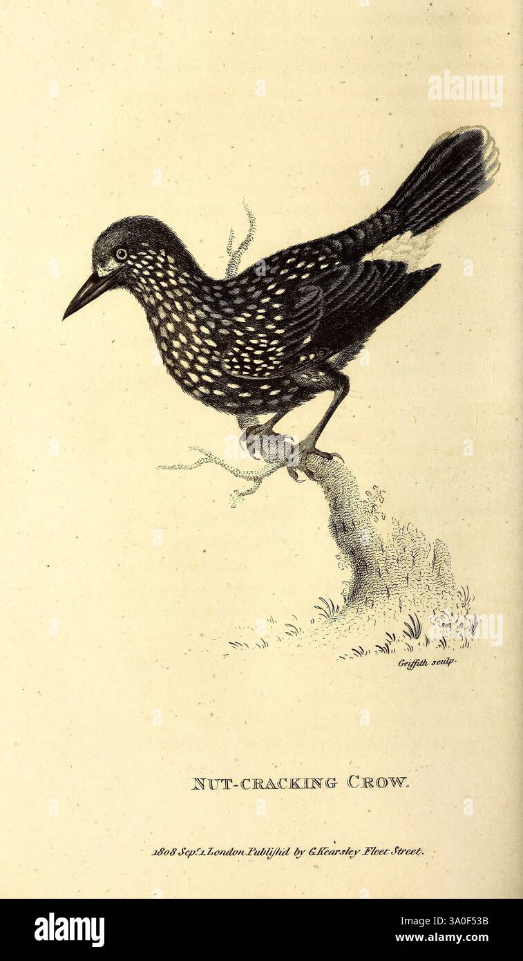 Nut cracking crow hi-res stock photography and images - Alamy