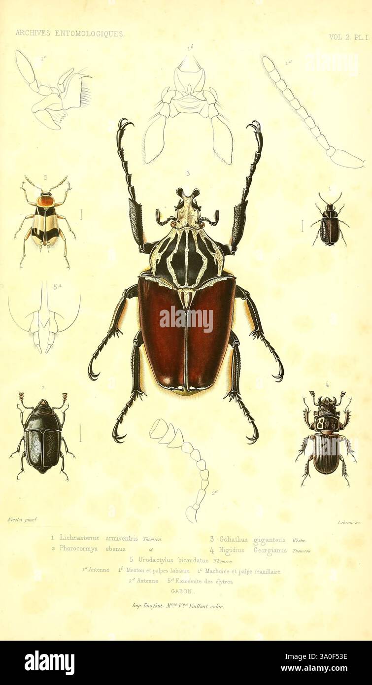The illustration features a detailed entomological study, showcasing a ...