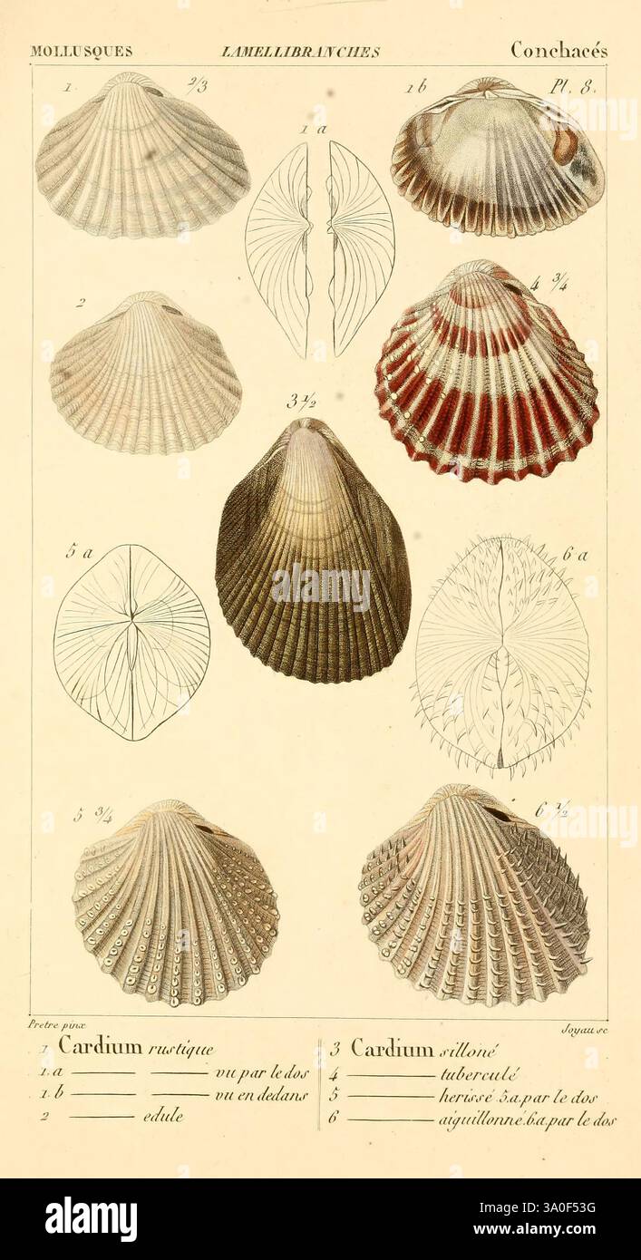 Malacozoaires, ou, Animaux mollusques A Paris, Chez F.-G. Levrault ...