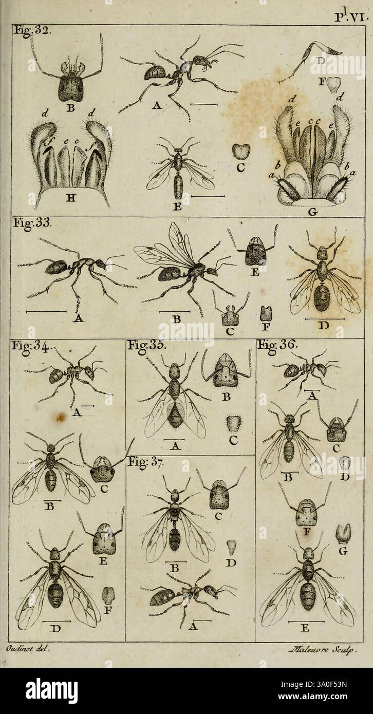 Detailed study of ant anatomy hi-res stock photography and images - Alamy